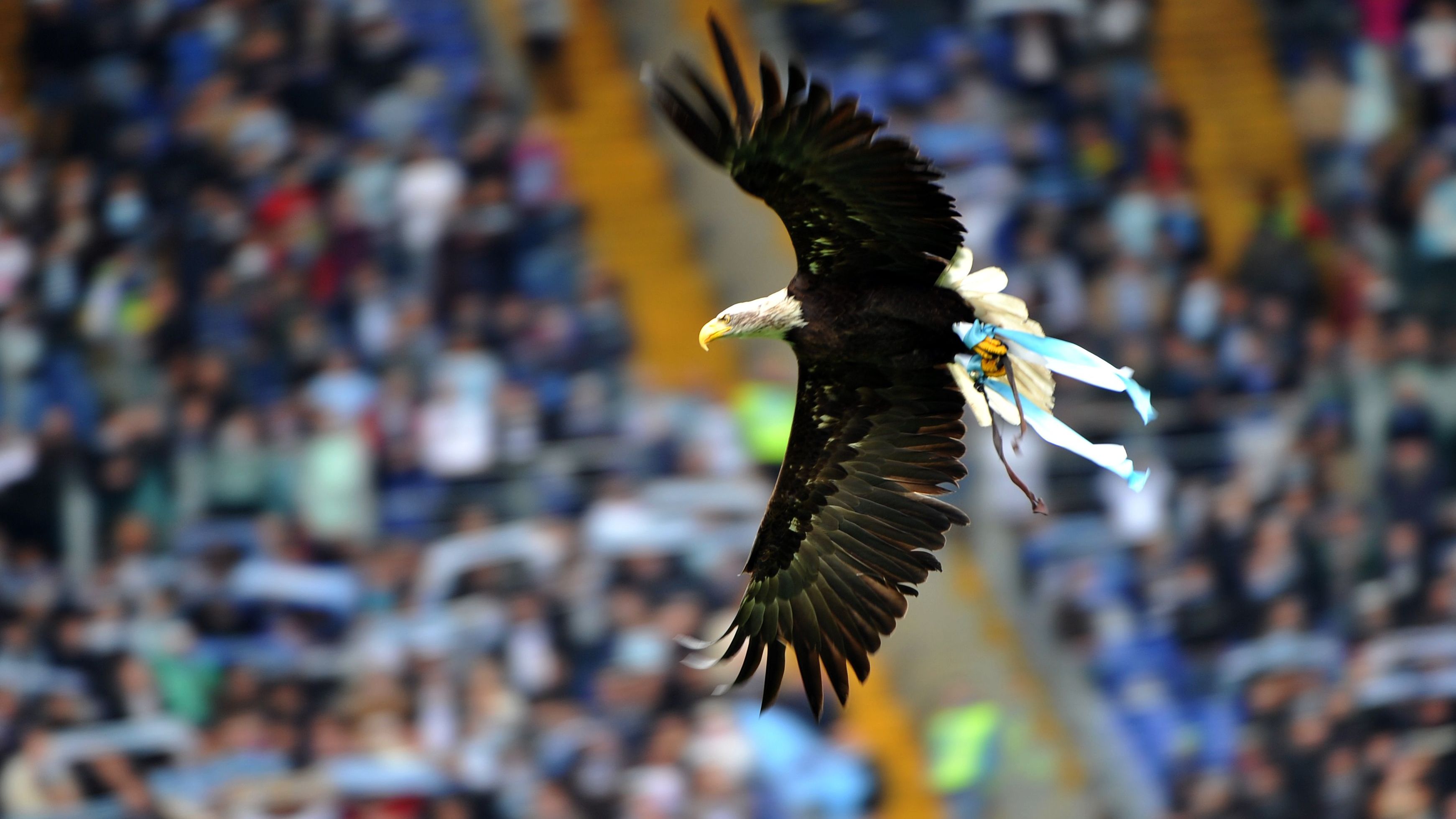 Lazio, presentata la nuova aquila che prenderà il posto di Olimpia ...